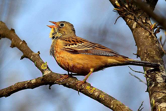 Ortolan To eat or not to eat