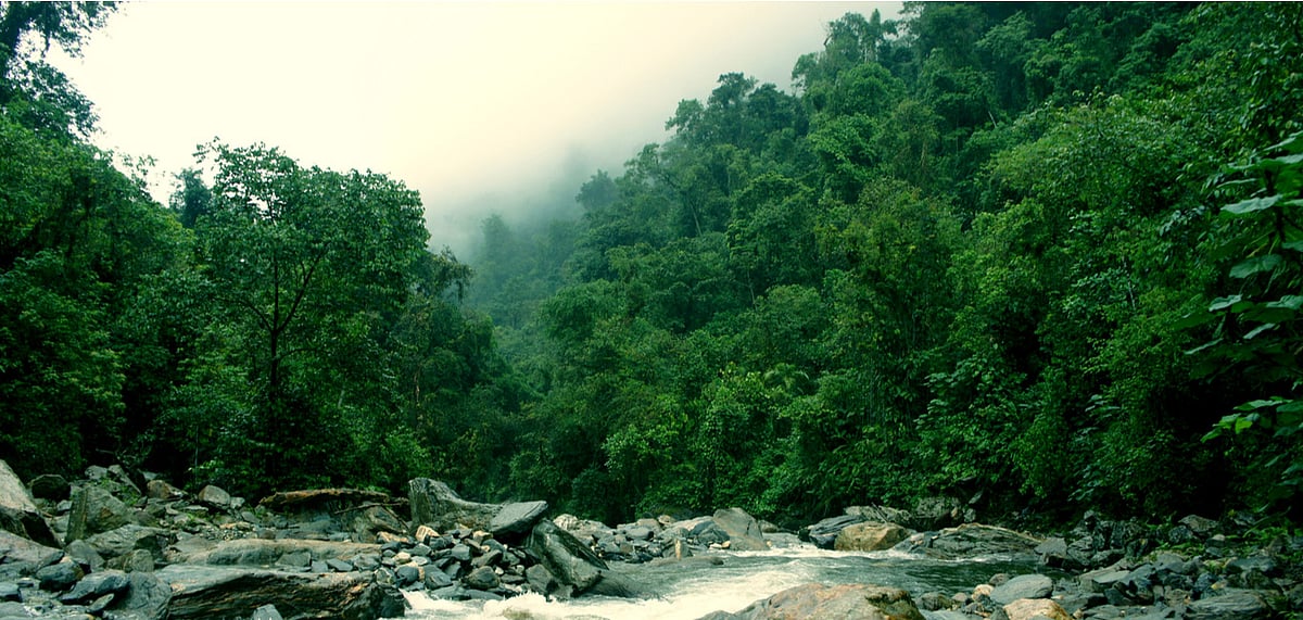 Prehistoric Rock Art discovered in the Amazon rainforest