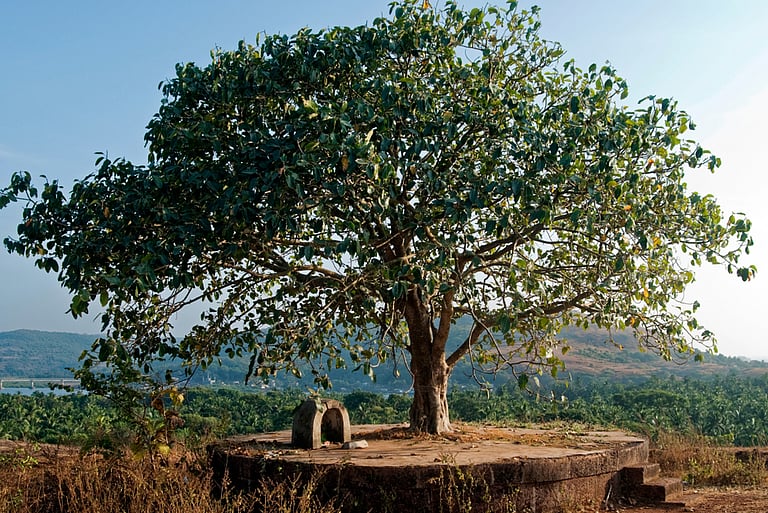 500 Year Old Banyan Tree in Bulandshahr Announced as World's Oldest ...