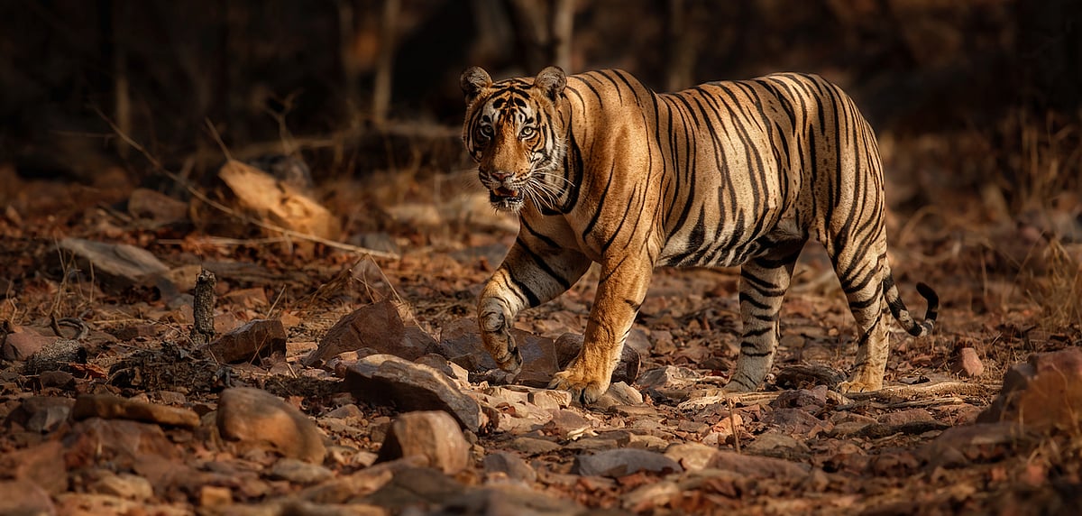 Two Young Tigers Have Recorded the Longest Known Journey Made By Big ...