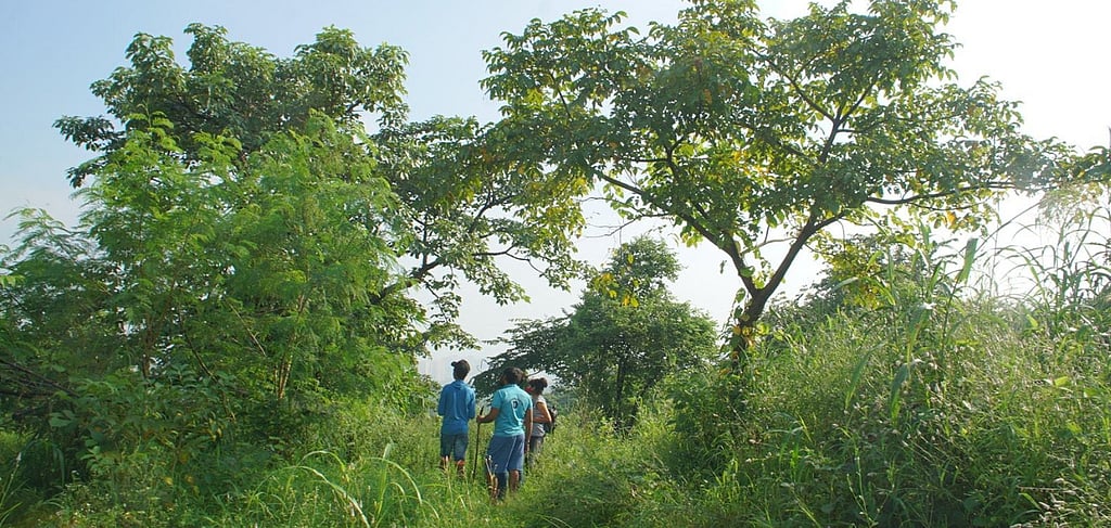 Foraging and Cook-Out in Aarey Forest