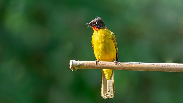 Goa's 6th Bird Festival At The Bondla Wildlife Sanctuary
