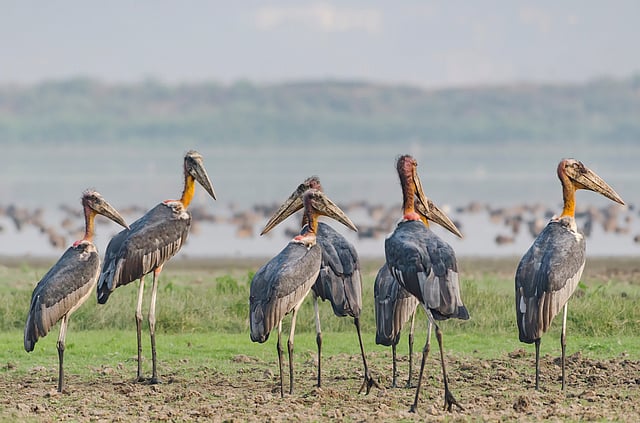 All About Assam's Only Ramsar Site, Deepor Beel