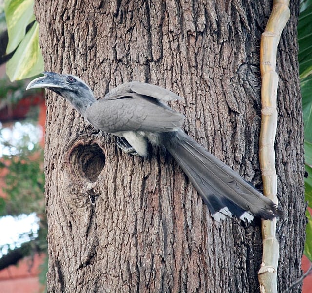 Goa's 6th Bird Festival At The Bondla Wildlife Sanctuary
