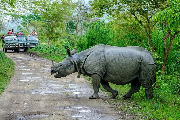 Guide To Pobitora Wildlife Sanctuary In Assam