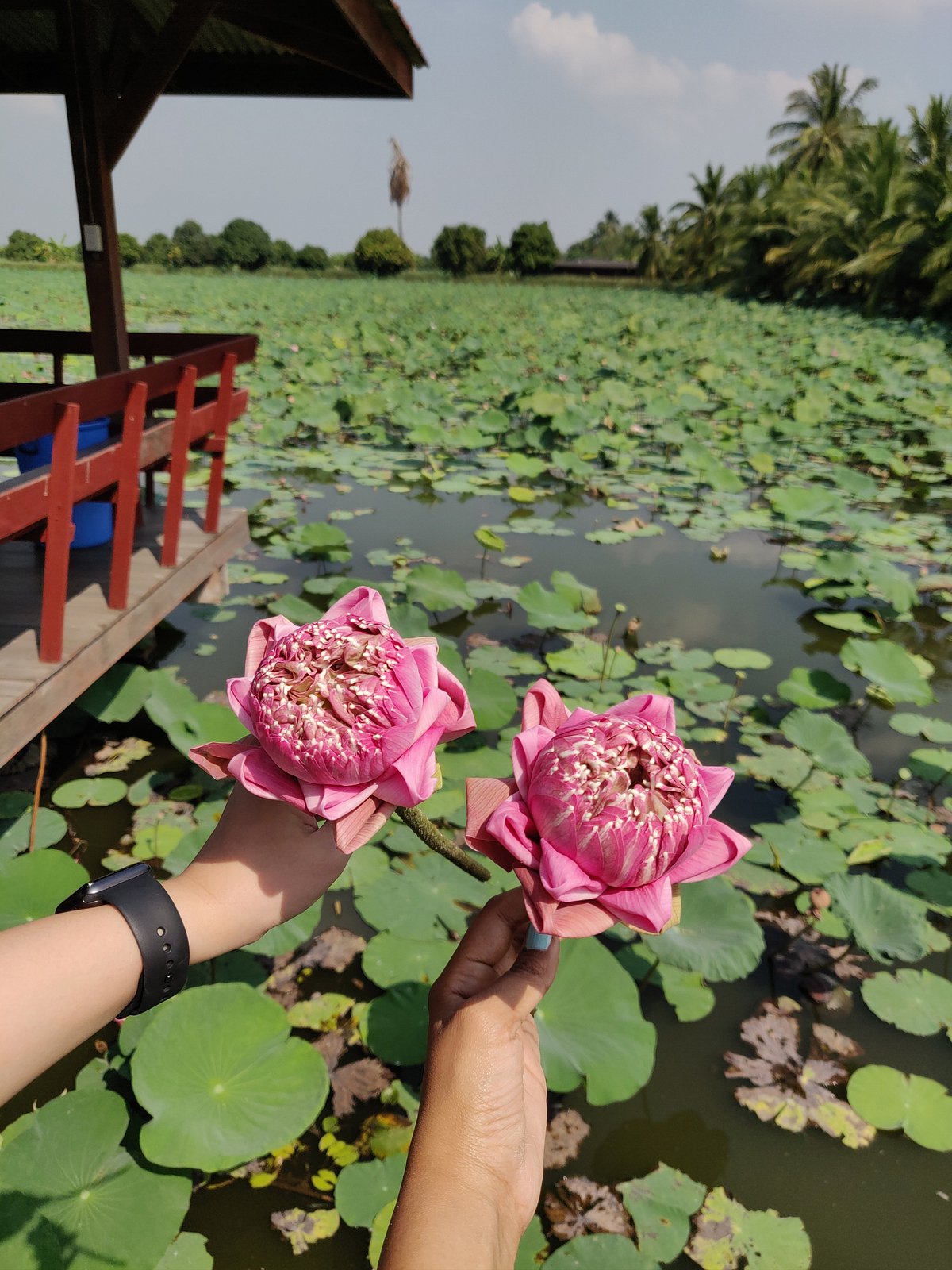 Lotus Flower Farm In The Philippines | Best Flower Site