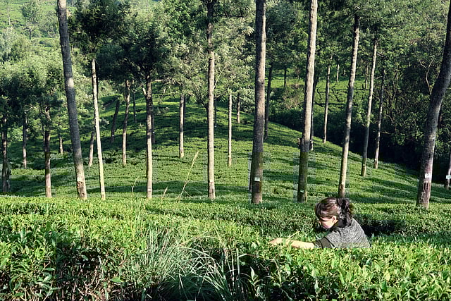 Go On A Tea Trail In Sri Lanka
