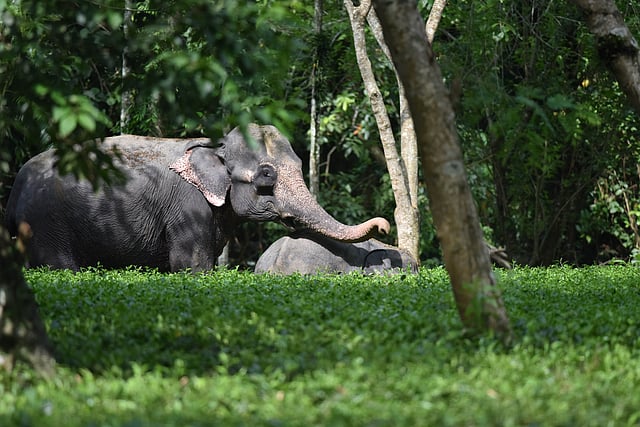 High Tea with Elephants