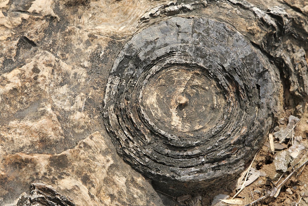 A Guide To Doing A Fossil Trail Around India