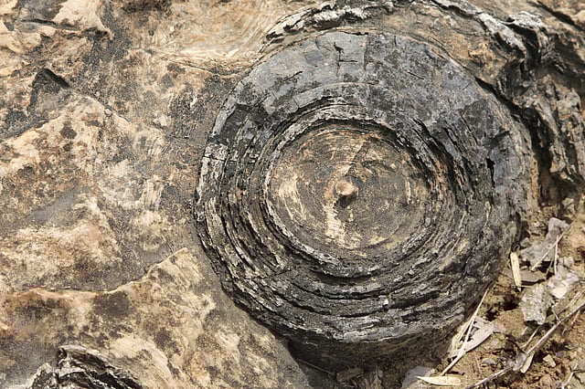 A Guide To Doing A Fossil Trail Around India