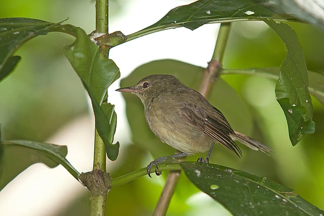 Unique and Endemic Wildlife Of Seychelles