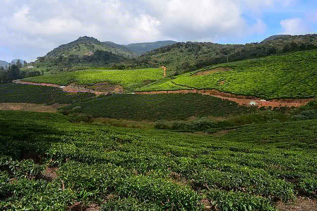 Tea Estates And Cloud Mountains Take A Break In Meghamalai