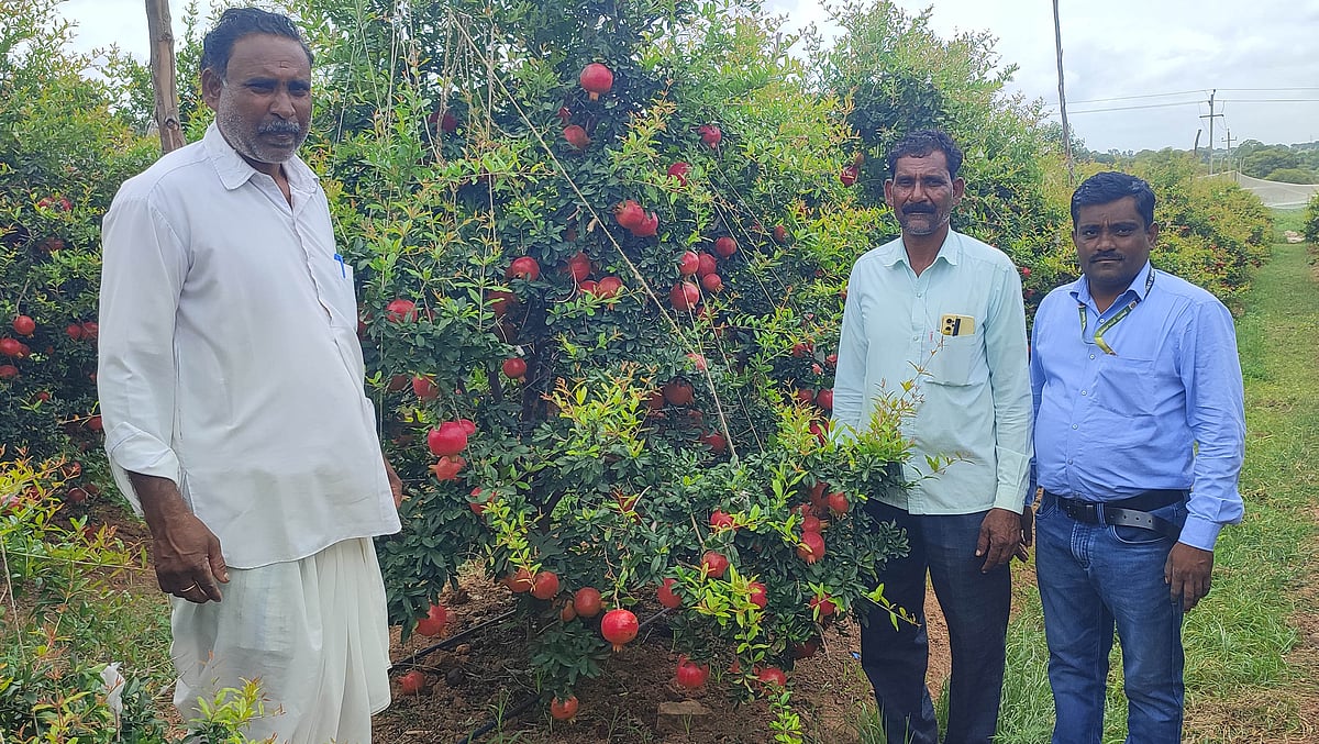 ಗಜೇಂದ್ರಗಡ | ದಾಳಿಂಬೆ ಕೃಷಿ; ಲಕ್ಷಾಂತರ ಆದಾಯ