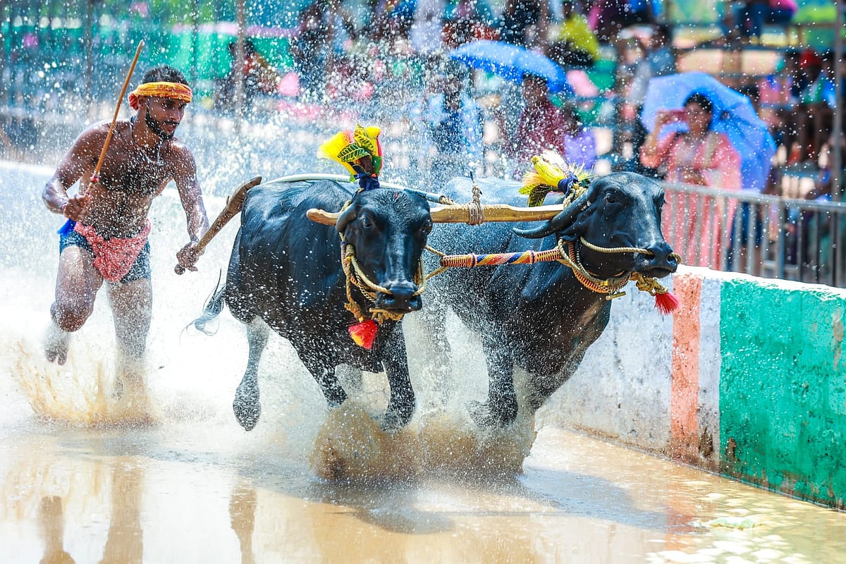 Kambala Recognition: ಕಂಬಳ ಕ್ರೀಡೆಗೆ ಕ್ರೀಡಾ ಪ್ರಾಧಿಕಾರ ಮಾನ್ಯತೆ