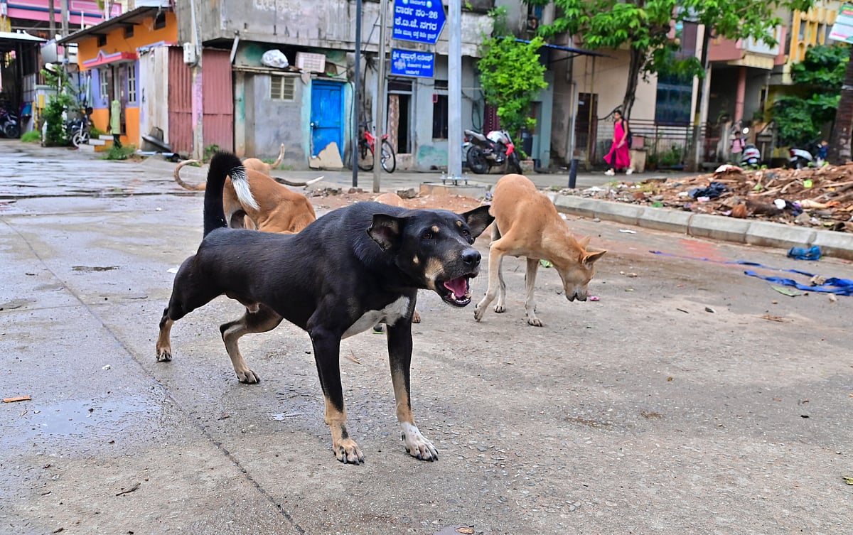Stray Dog Control: ವ್ಯಗ್ರ ನಾಯಿಗಳಿಗೆ ವೀಕ್ಷಣಾ ಕೇಂದ್ರ ಸ್ಥಾಪಿಸಿ ...