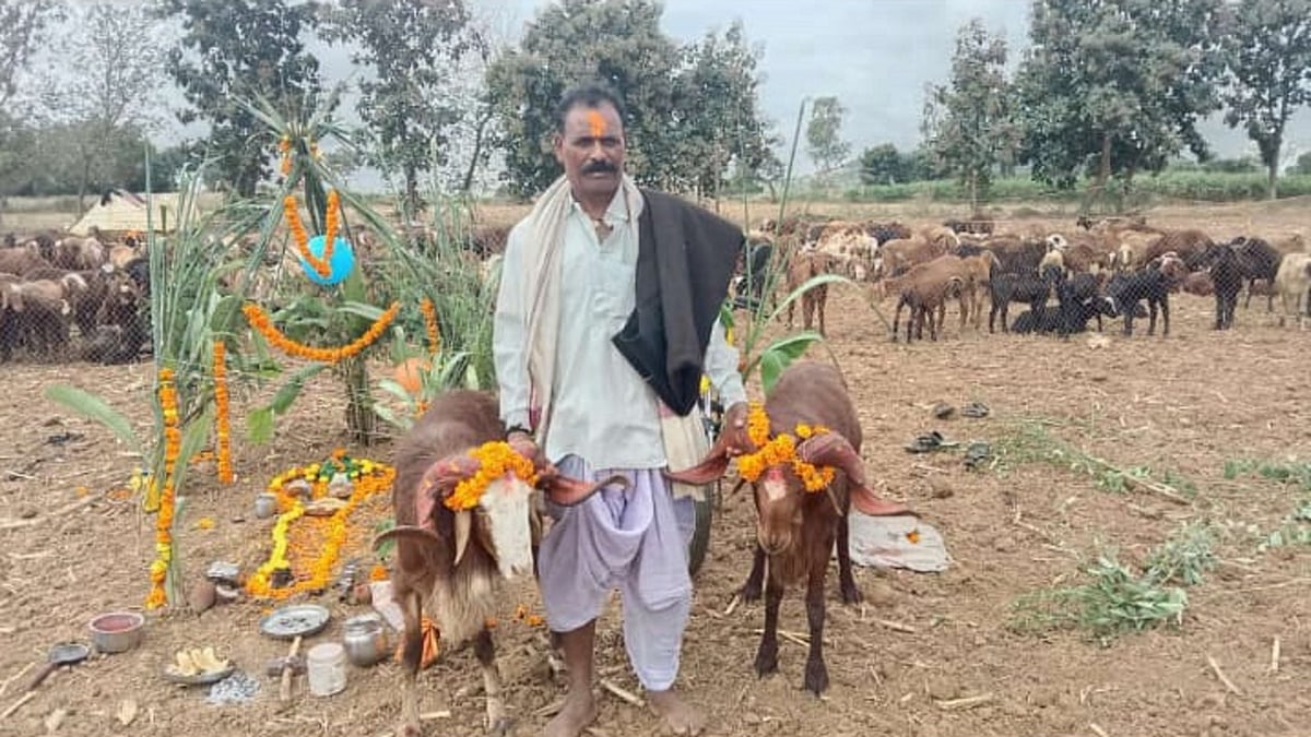 Nomadic Shepherds: ಹಾವೇರಿ | ಕುರಿಗಾರರಿಗೆ ‘ದಿಕ್ಕು’ ತೋರಿಸುವ ದೀಪಾವಳಿ