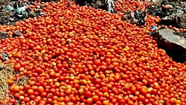 Tomato Price Crash: ರಫ್ತು ಸ್ಥಗಿತ, ಬೆಲೆ ಕುಸಿತ: 25 ಕ್ವಿಂಟಲ್‌ ಟೊಮೆಟೊ ...