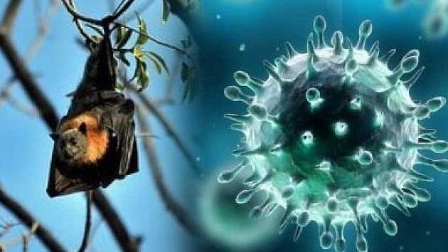 Nipah Virus Kerala: ಕೋಯಿಕೋಡ್ ಮೂಲದ ವ್ಯಕ್ತಿಯಲ್ಲಿ ನಿಫಾ ವೈರಸ್‌ ದೃಢ ...