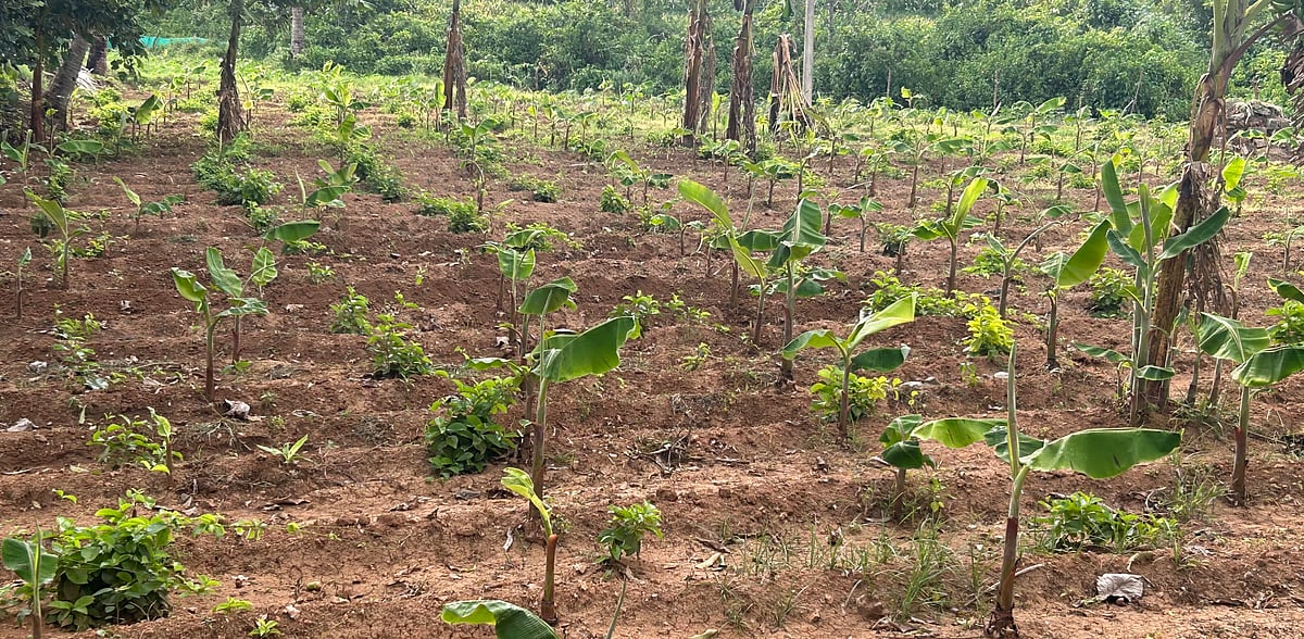ಚಾಮರಾಜನಗರ: ಮಾಗಳಿ ಬೇರು ಕೃಷಿಗೆ ಅರಣ್ಯ ಇಲಾಖೆ ಪ್ರೋತ್ಸಾಹ