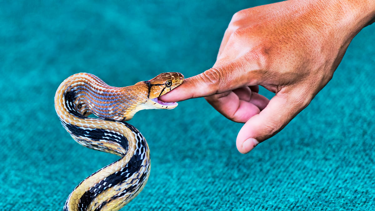 Snake Bite sirsi: ಶಿರಸಿಯಲ್ಲಿ ಇಬ್ಬರು ಮಕ್ಕಳಿಗೆ ಹಾವು ಕಡಿತ: ಓರ್ವ ಸಾವು