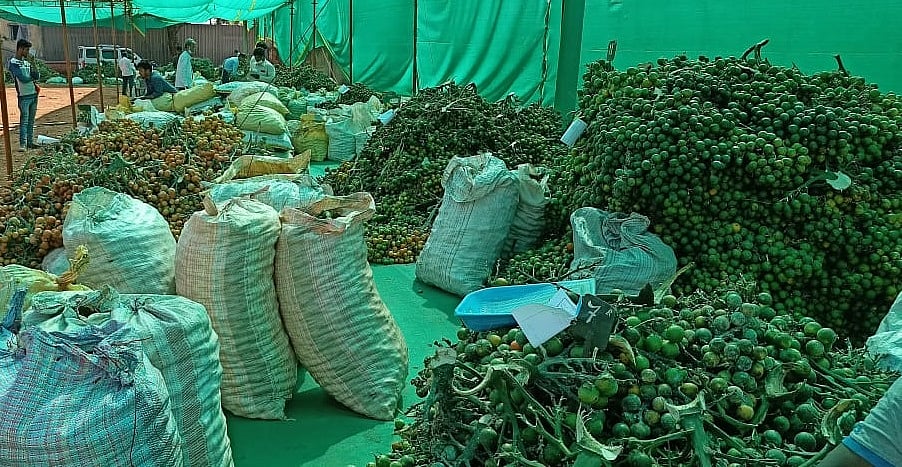 Areca Nut Demand: ಶಿವಮೊಗ್ಗ: ಒಣ ಅಡಿಕೆ ಮಾತ್ರವಲ್ಲ ಹಸಿ ಅಡಿಕೆಗೂ ಭರ್ಜರಿ ಡಿಮ್ಯಾಂಡ್