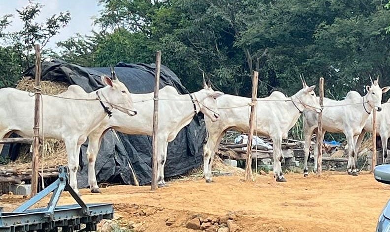 ಮಾಲೂರು | ಹಳ್ಳಿಕಾರ್ ಹೋರಿ ಸಾಕಾಣಿಕೆಯೇ ಕಾಯಕ