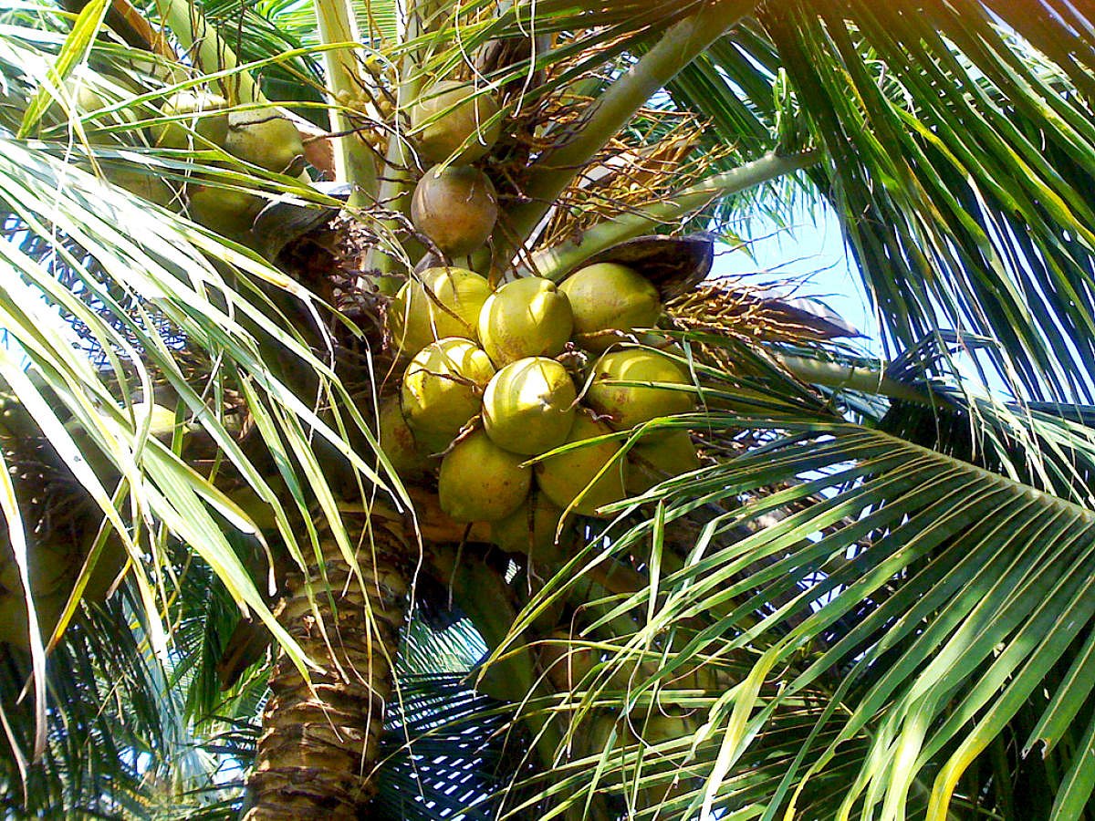 Coconut Crop Insurance: ತೆಂಗಿನ ಬೆಳೆಗೂ ವಿಮೆ: ಪ್ರತೀ ಹೆಕ್ಟೇರ್‌ಗೆ ಸಿಗಲಿದೆ ...