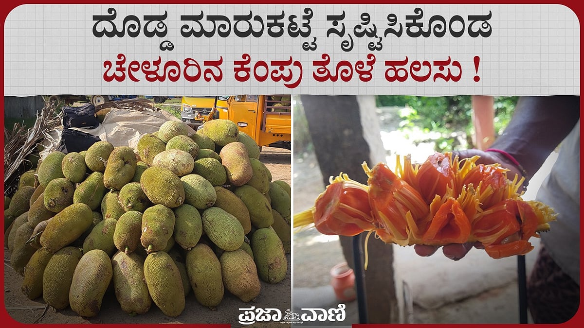 Chelur is the largest jackfruit market in South India.