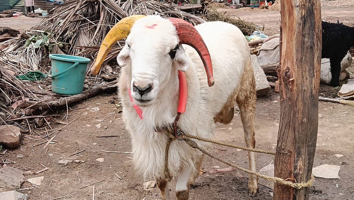 ರಾಣೆಬೆನ್ನೂರು | ಟಗರು ಕಳ್ಳತನ; ದೂರು ದಾಖಲು