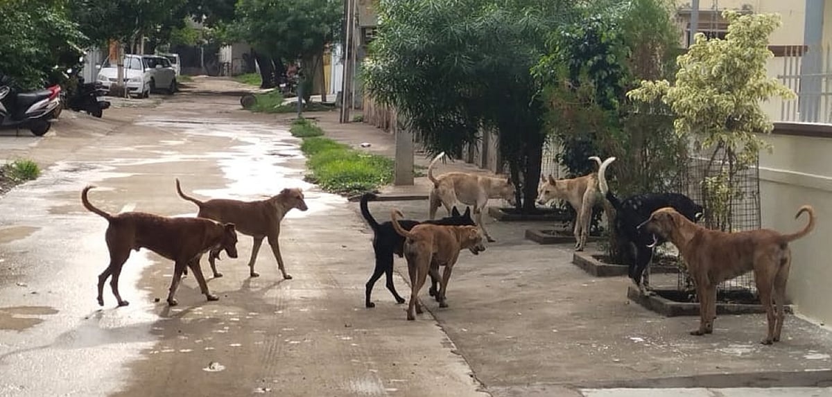 Stray Dog Feeding Scheme: ಬೆಂಗಳೂರು: ಸೊರಗಿದ ನಾಯಿಗಳಿಗಷ್ಟೇ ಆಹಾರ ಸ್ಪಷ್ಟನೆ ...