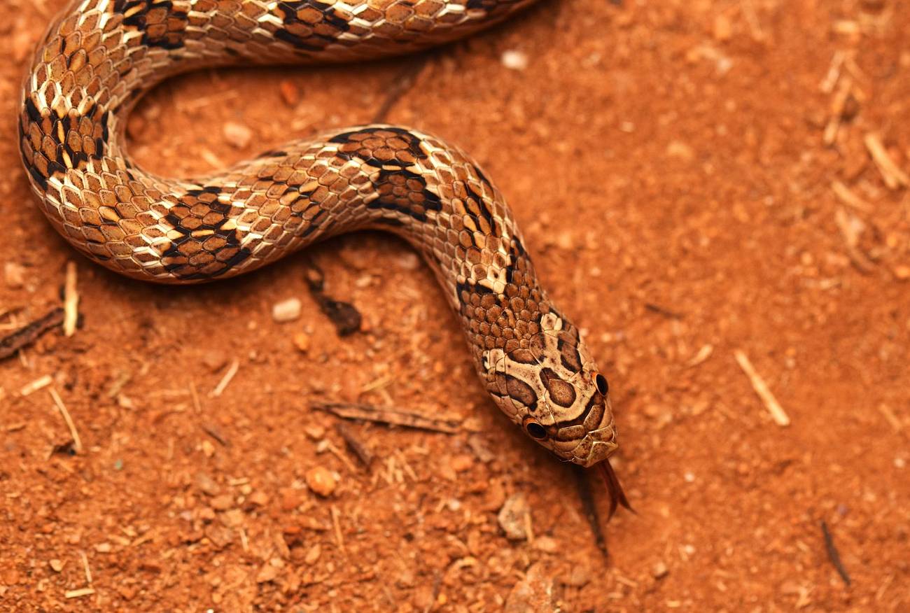 World Snake Day: ವಿಶ್ವ ಹಾವುಗಳ ದಿನ | ಹಾವು ಕಡಿತ; ಆತಂಕ ಬೇಡ