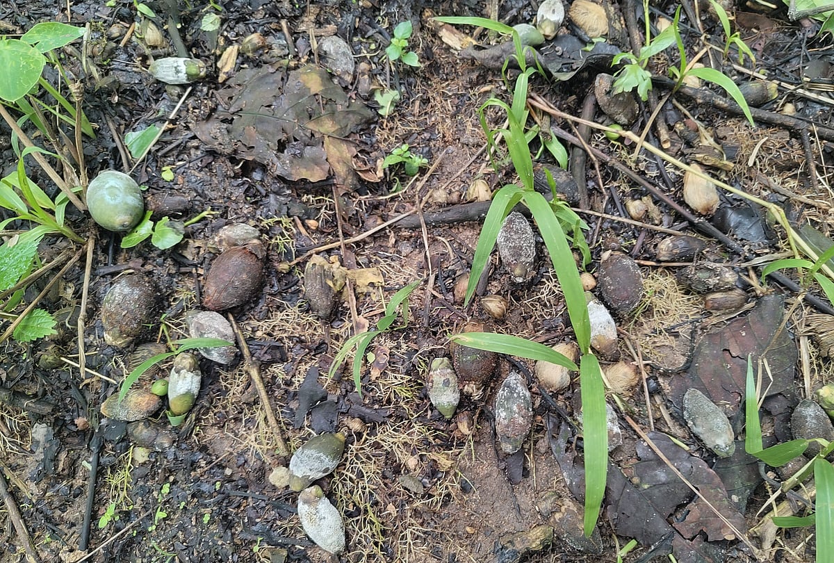 Arecanut Crop Disease: ಕಳಸ | ಸತತ ಮಳೆ: ಅಡಿಕೆಗೆ ಕೊಳೆರೋಗ ಬಾಧೆ