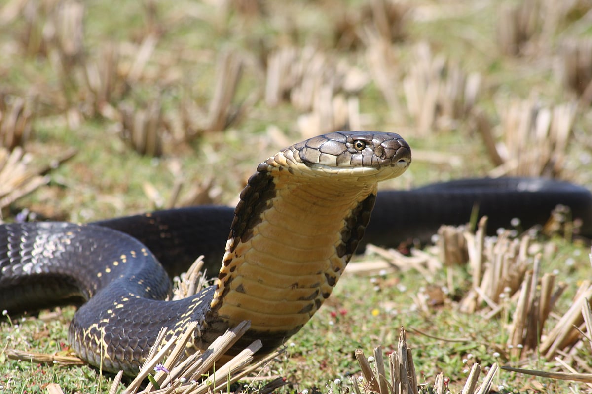 King Cobra Study: ದೈತ್ಯ ಕಾಳಿಂಗನಿಗೆ ಅಕ್ಕಿ ಗಾತ್ರದ ಚಿಪ್‌ ಅಳವಡಿಕೆ ವಿವಾದ