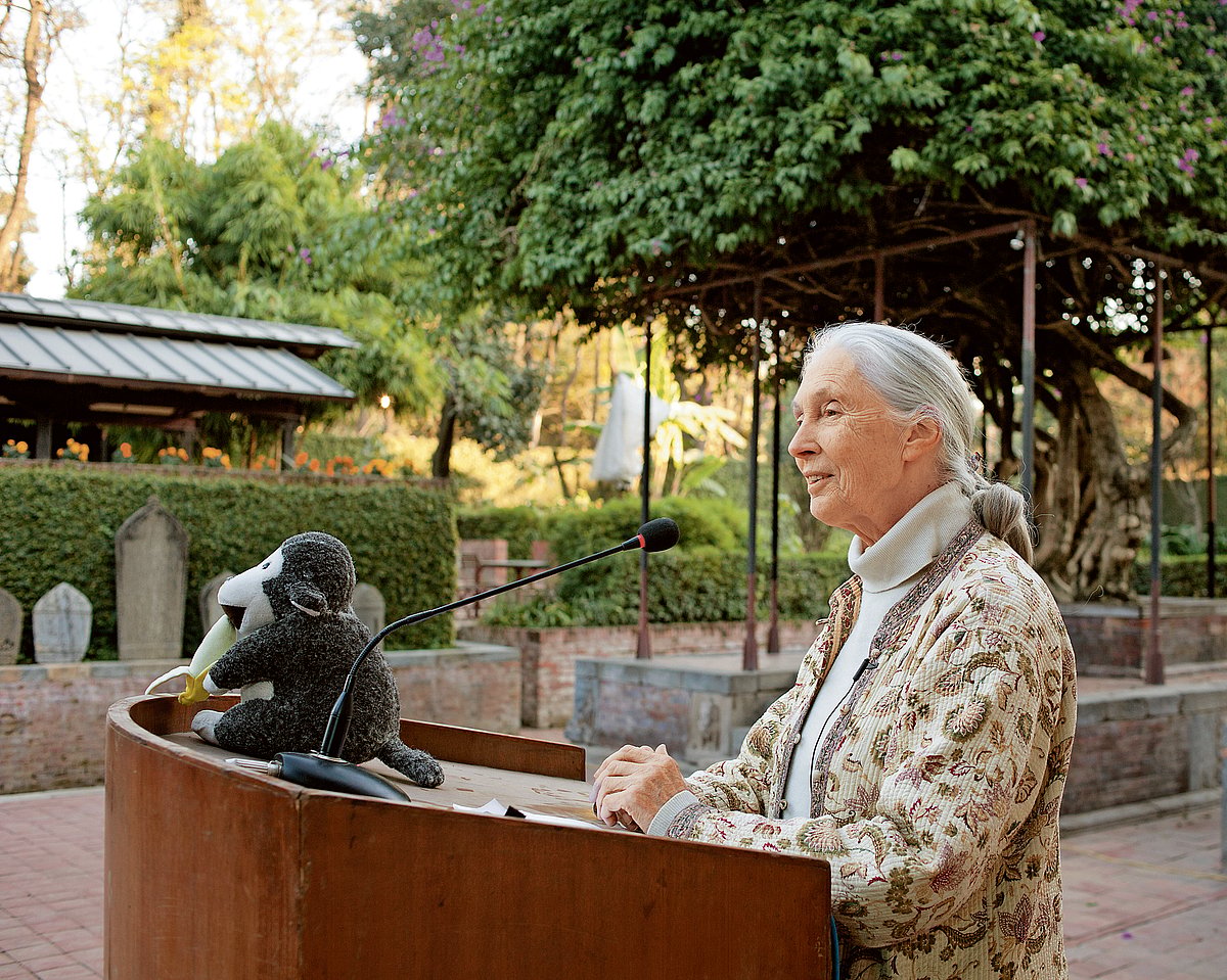 Jane Goodall Tribute: ನಾಗೇಶ ಹೆಗಡೆಯವರ ವಿಜ್ಞಾನ ವಿಶೇಷ ಅಂಕಣ: ಮೂಕಲೋಕದ ‘ಅಮ್ಮ ...