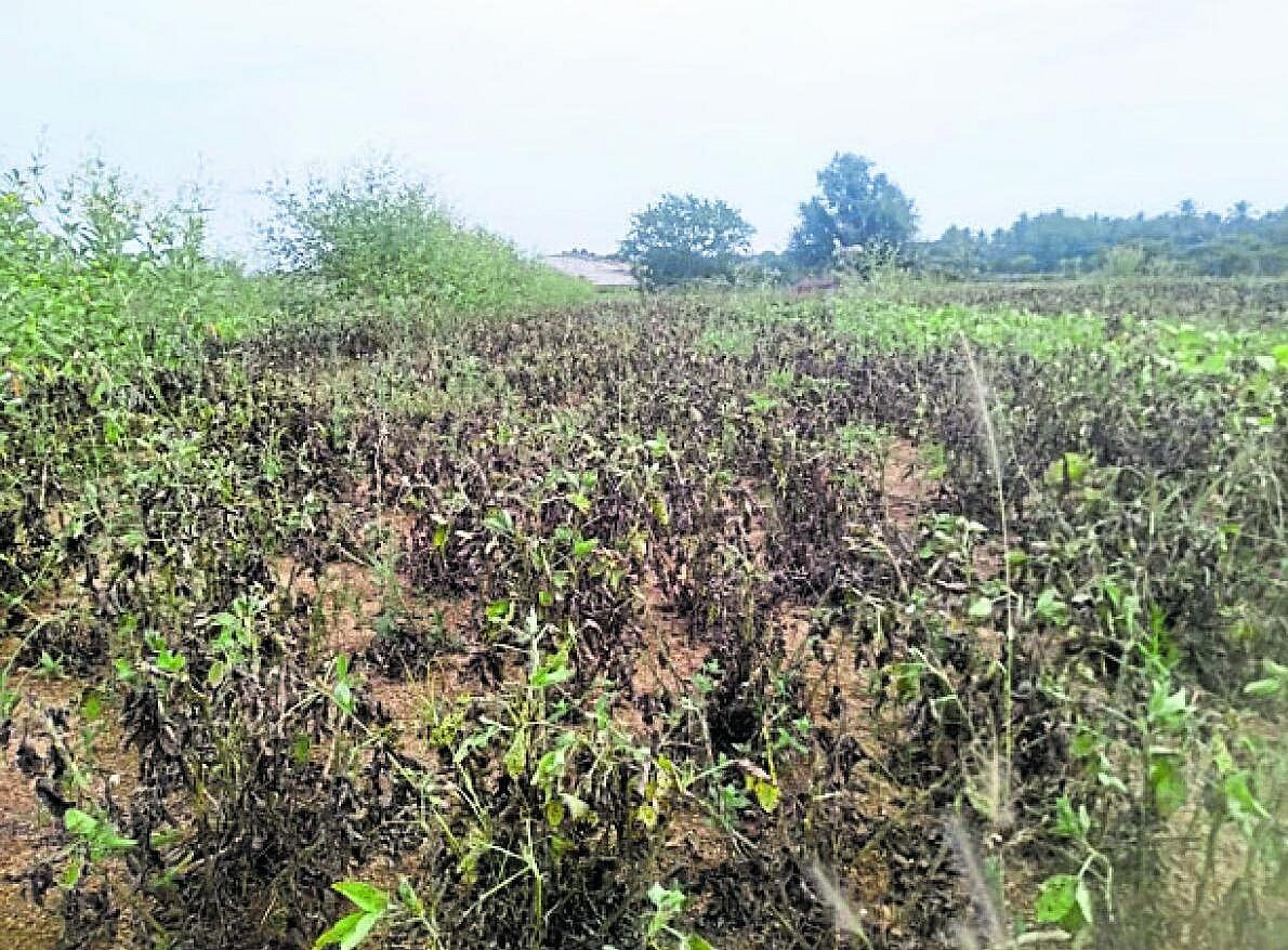 Crop Failure: ಪಾವಗಡ | ಸಕಾಲದಲ್ಲಿ ಬೀಳದ ಮಳೆ: ಇಳುವರಿ ಕುಂಠಿತ
