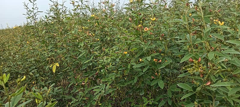Crop Damage: ಮಸ್ಕಿ: ತೊಗರಿ ಬೆಳೆಗೆ ಕೀಟಗಳ ಬಾಧೆ