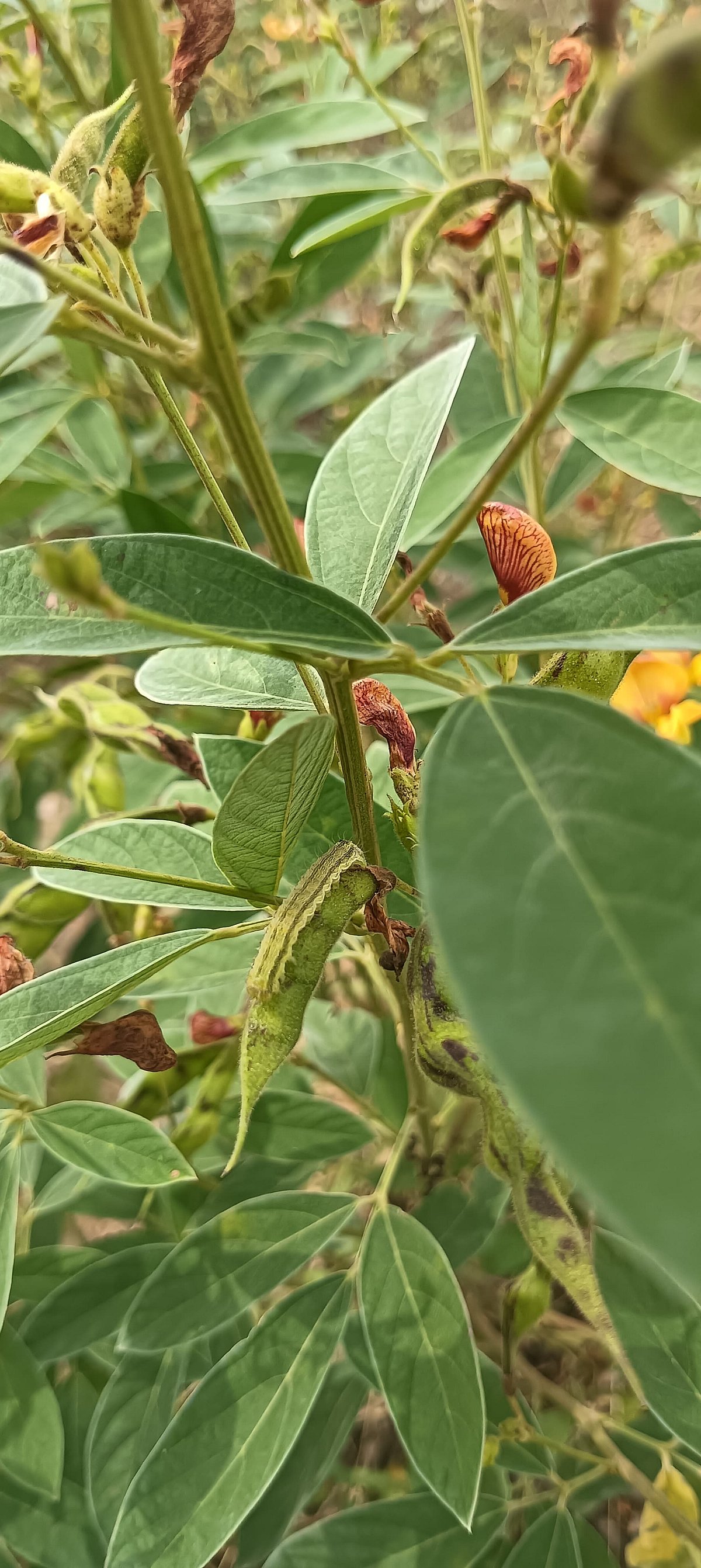 Crop Damage: ಮಸ್ಕಿ: ತೊಗರಿ ಬೆಳೆಗೆ ಕೀಟಗಳ ಬಾಧೆ