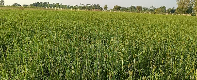 Ragi Crop Yield: ವೇಮಗಲ್ | ಉತ್ತಮ ಮಳೆ: ಸಮೃದ್ಧ ರಾಗಿ ಬೆಳೆ