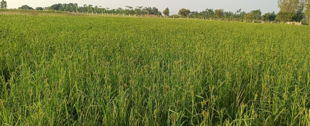 Ragi Crop Yield: ವೇಮಗಲ್ | ಉತ್ತಮ ಮಳೆ: ಸಮೃದ್ಧ ರಾಗಿ ಬೆಳೆ