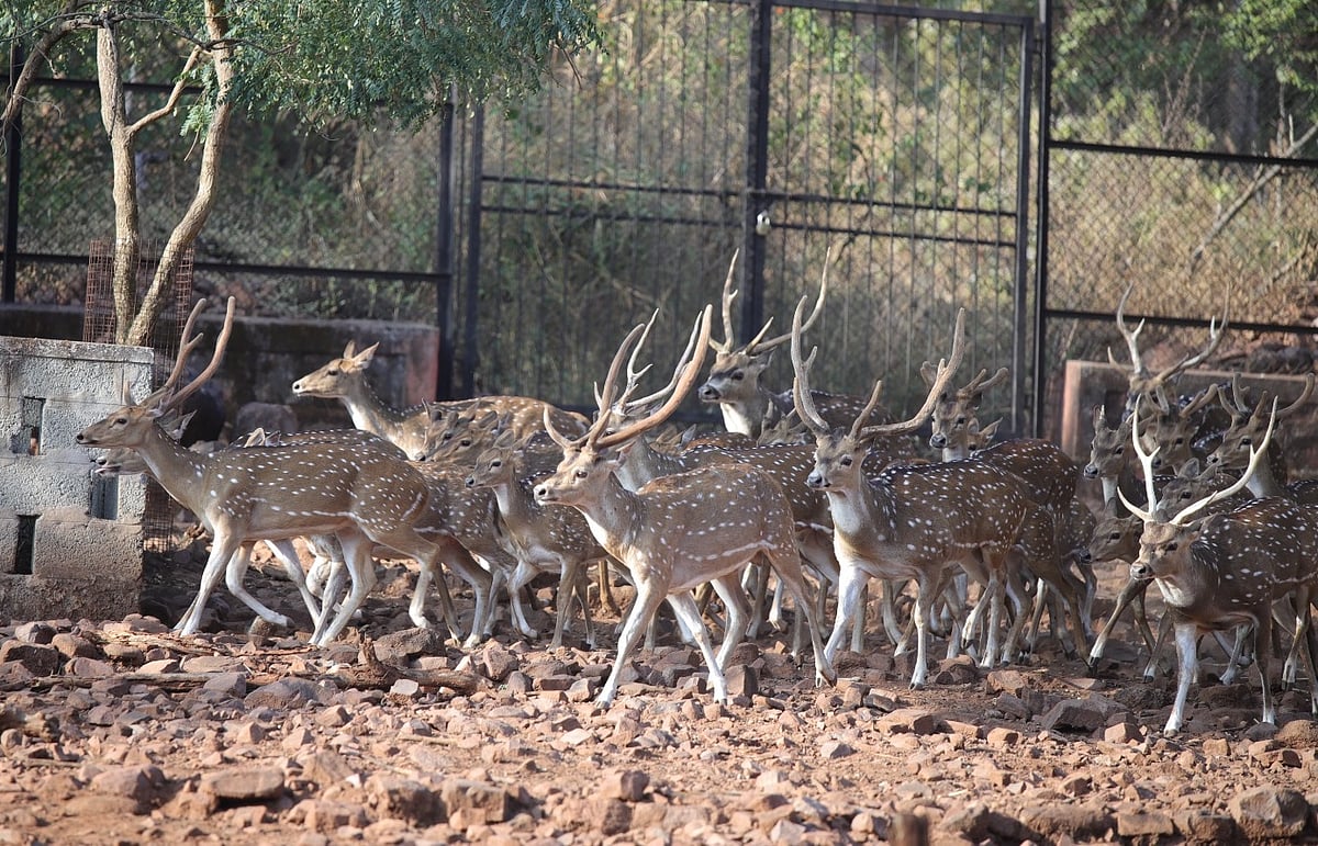 Blackbuck Deaths: ಬೆಂಕಿಯಲ್ಲಿ ಬೆಂದ ತುಂಟ ಕಂಗಳ ವನಗೂಸುಗಳು!