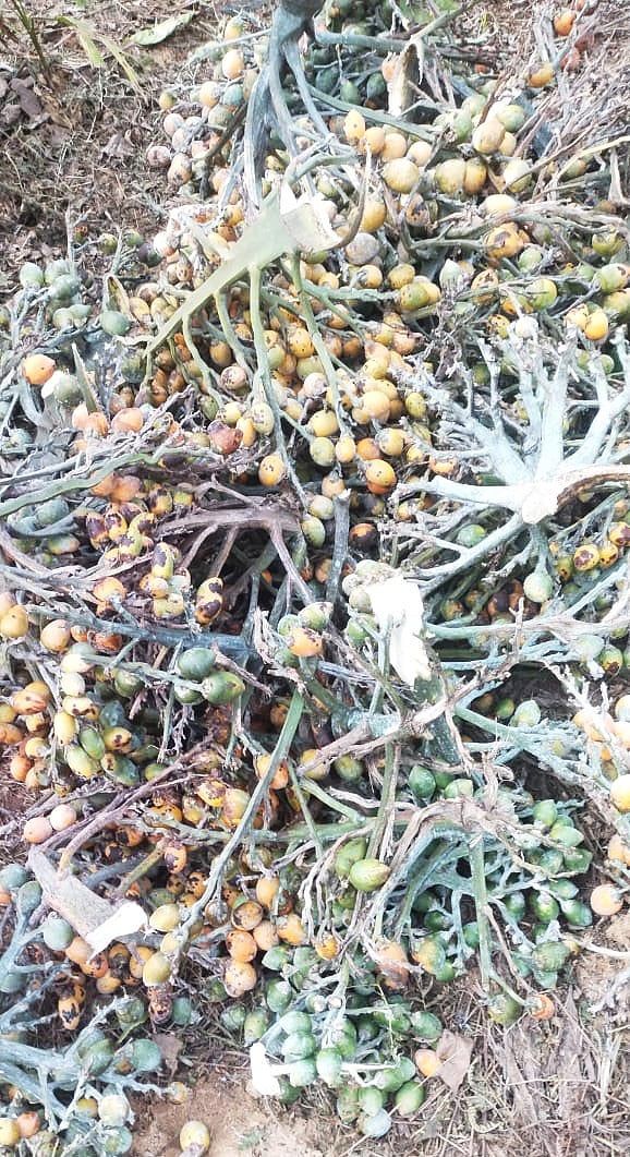 Arecanut Crop Loss: ಶಿವಮೊಗ್ಗ | ಅಡಿಕೆ ಇಳುವರಿ ತೀವ್ರ ಕುಂಠಿತ: ರೈತರ ಹಣೆ ಮೇಲೆ ...