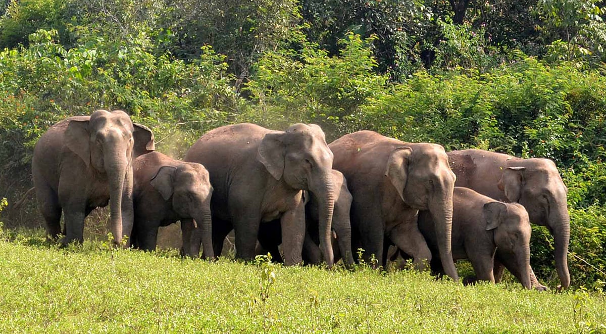 Hassan Elephant Task Force: ಹಾಸನ: ಆನೆ ಕಾರ್ಯಪಡೆಯ 15 ಹುದ್ದೆಗಳ ಪೈಕಿ 11 ಖಾಲಿ