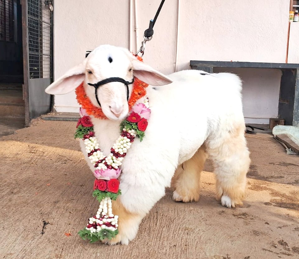 Bandur Ram Sale: ಮಳವಳ್ಳಿ | ₹1.35 ಲಕ್ಷಕ್ಕೆ ಬಂಡೂರು ಟಗರು ಮಾರಾಟ