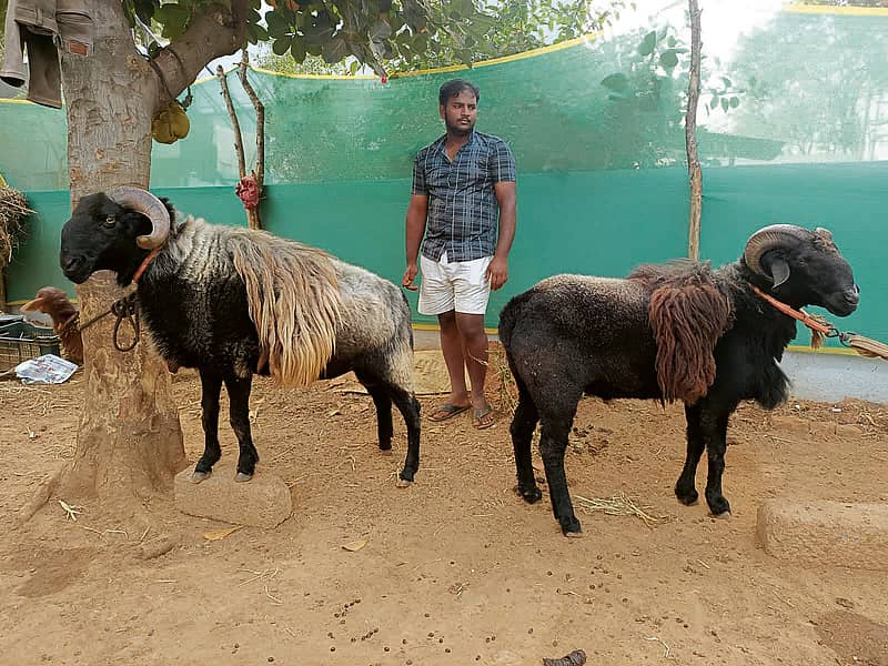 Rural Sports Karnataka: ಗ್ರಾಮೀಣ ಕ್ರೀಡೆ: ಟಗರು ಕಾಳಗದ ರೋಚಕ ಕಥನ