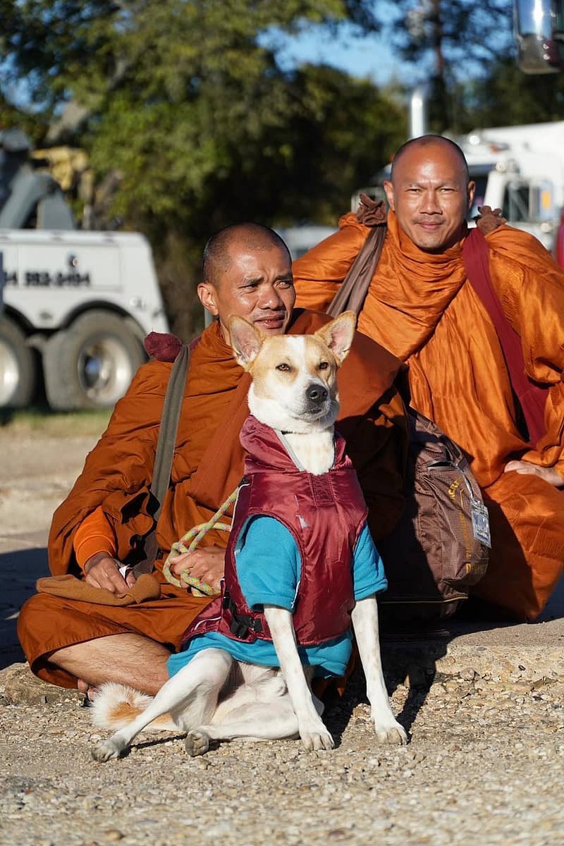 Aloka the Peace Dog: ಸಂತರ ಶಾಂತಿ ನಡಿಗೆಗೆ ನಾಯಿಯೇ ನಾಯಕ: ಬೀದಿಯಿಂದ ಸೀದಾ ...