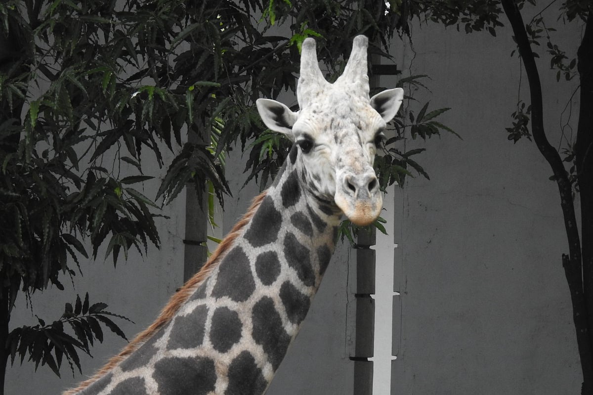 Mysuru Zoo Giraffe Death: ಮೈಸೂರು ಮೃಗಾಲಯದ ದೀರ್ಘಾಯುಷಿ ಜಿರಾಫೆ ‘ಯುವರಾಜ ...