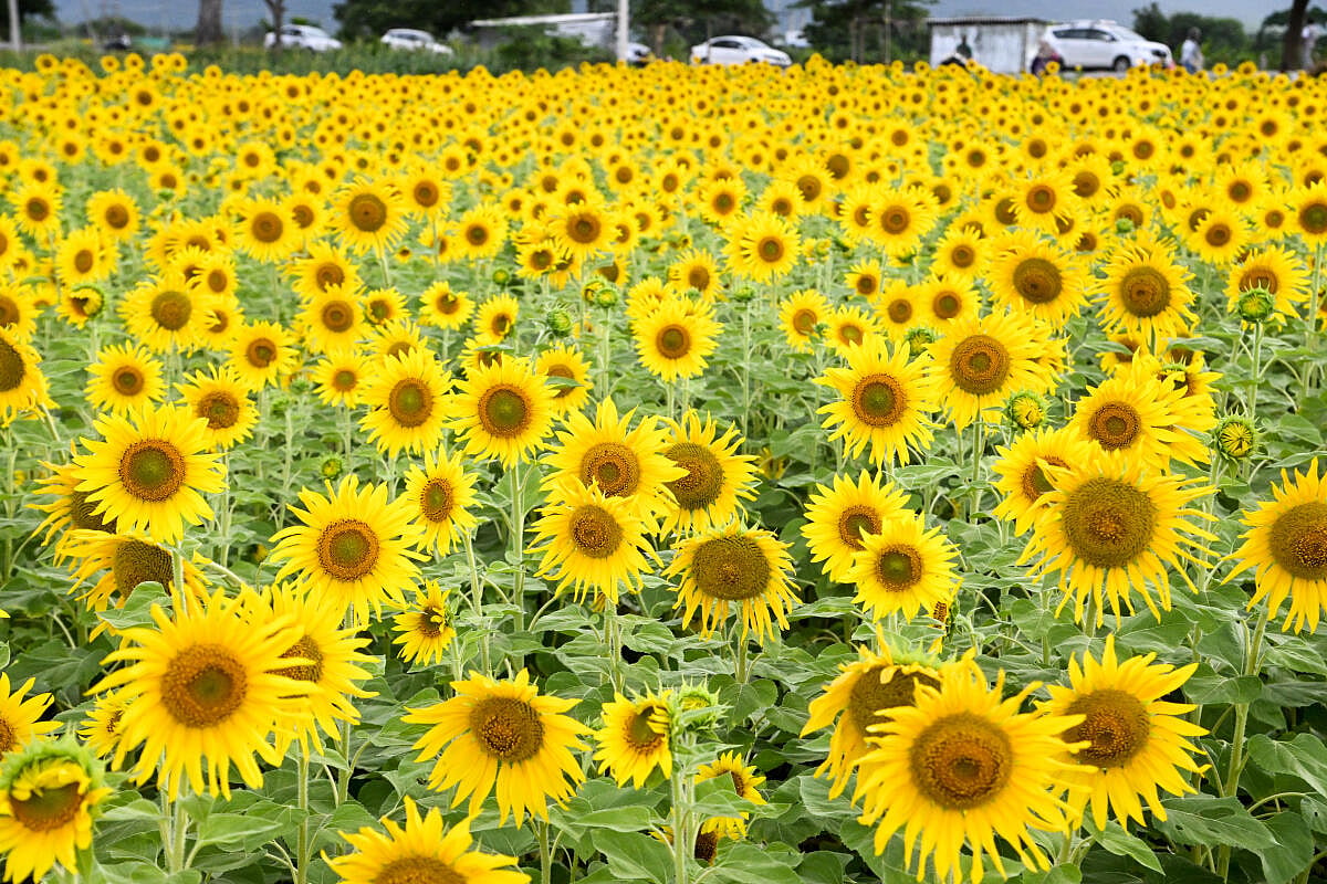 Sunflower Purchase: ಕರ್ನಾಟಕದ 9,023 ಟನ್‌ ಸೂರ್ಯಕಾಂತಿ ಖರೀದಿಗೆ ಕೇಂದ್ರ ಕೃಷಿ ...