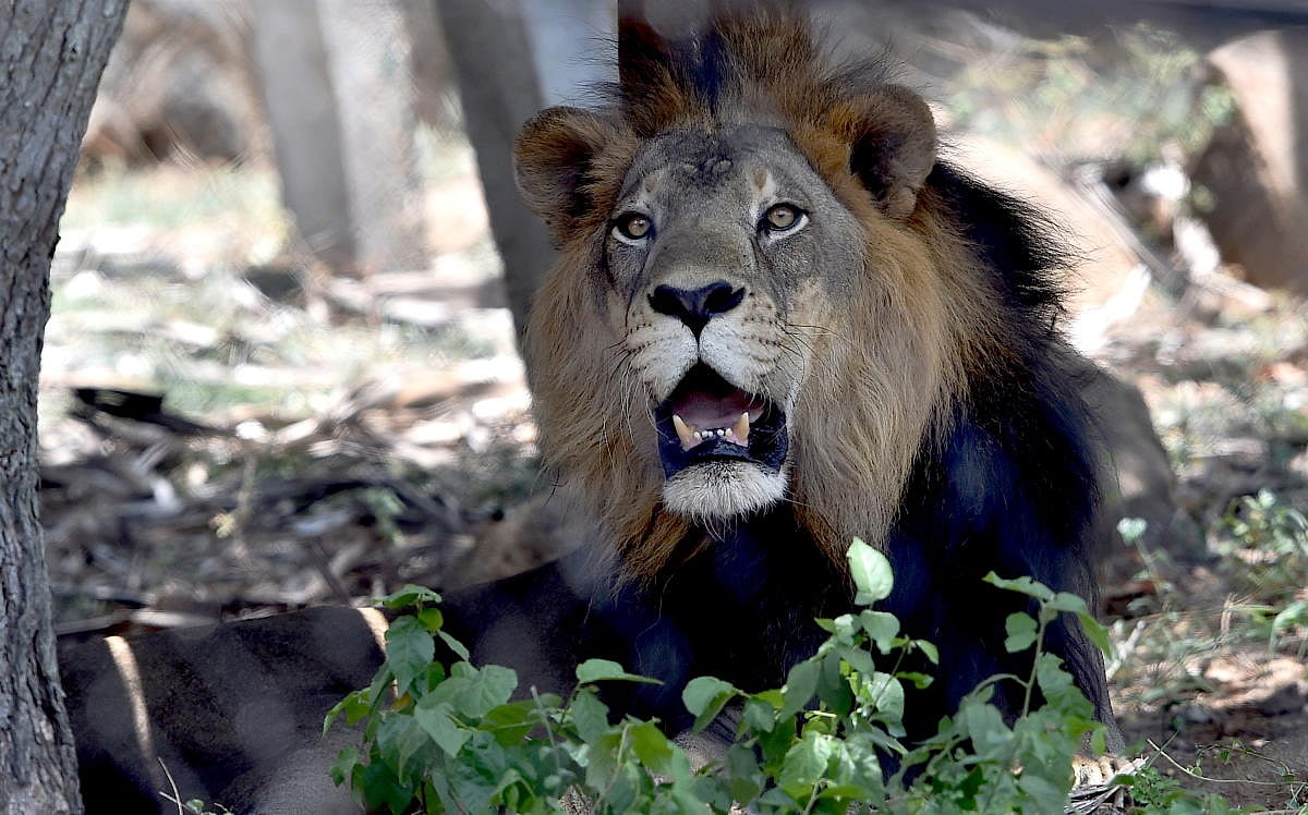 Gir Forest Lions: ಗಿರ್‌ ಅರಣ್ಯದಲ್ಲಿ ಸಿಂಹಗಳ ಲೆಕ್ಕಾಚಾರ; 2 ವರ್ಷಗಳಲ್ಲಿ 322 ...
