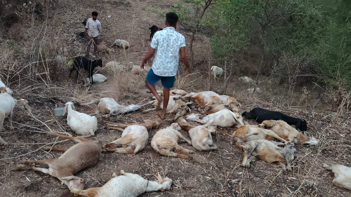 Sheep Death: ಕನಕಪುರ: ಗೊಲ್ಲರದೊಡ್ಡಿ ಗ್ರಾಮದಲ್ಲಿ ಶುಕ್ರವಾರ ಮೇಯಲು ಹೋಗಿದ್ದ 26 ...