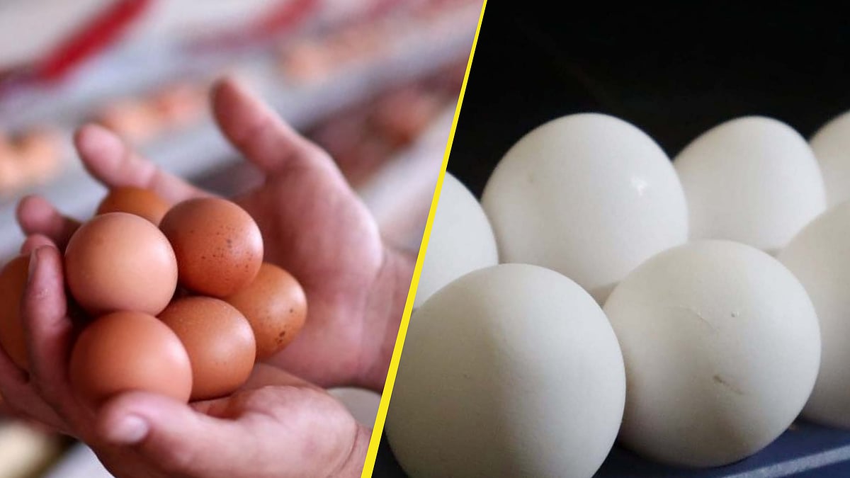egg